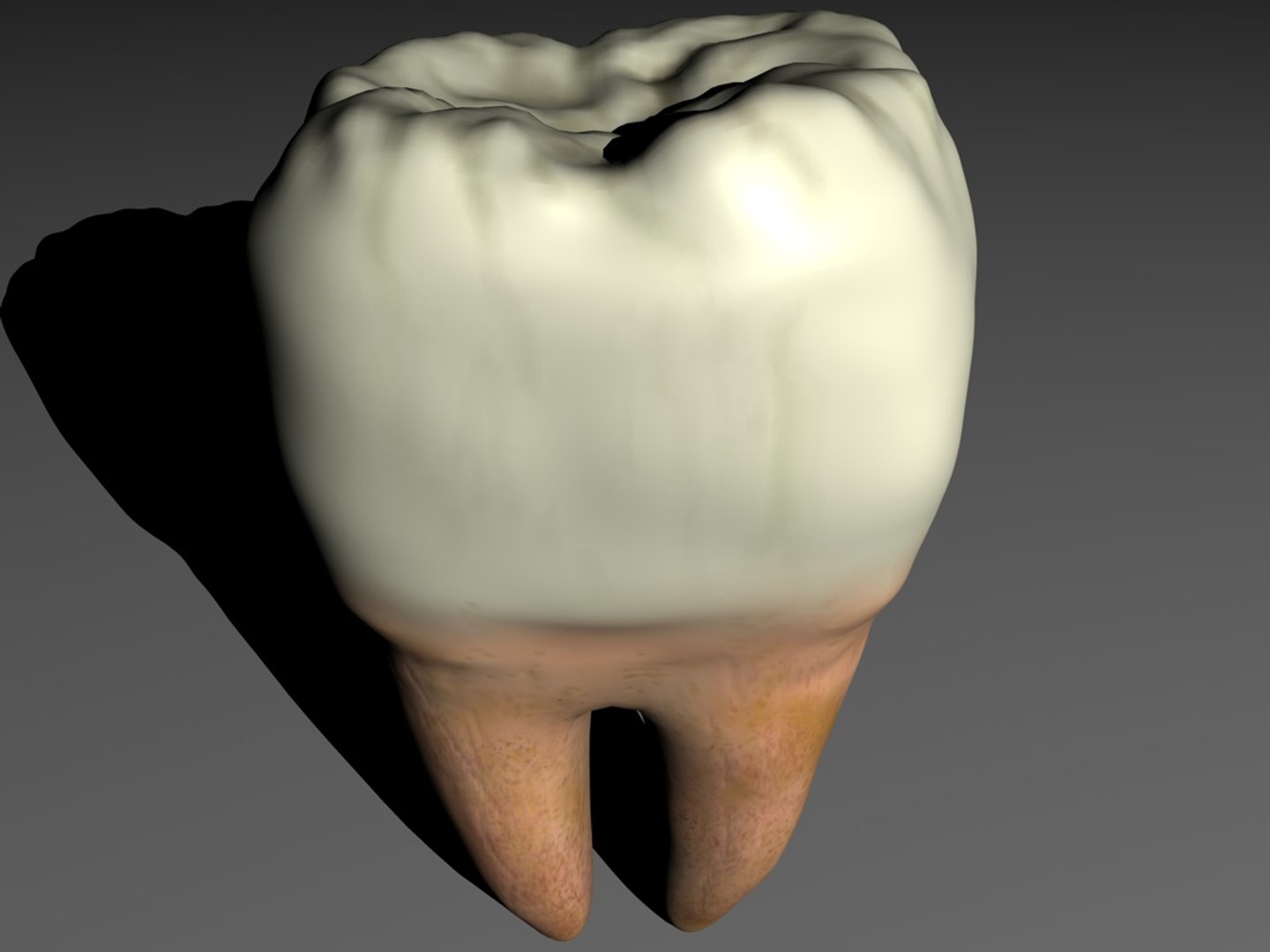 Molar Teeth 3d Model