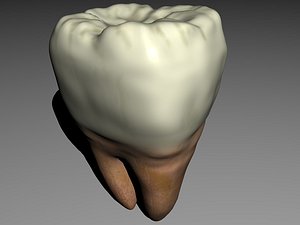 Molar 3D Models for Download | TurboSquid