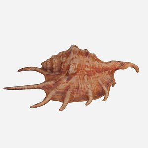 Download Free & Premium Conch Shell Model 3D Models | TurboSquid