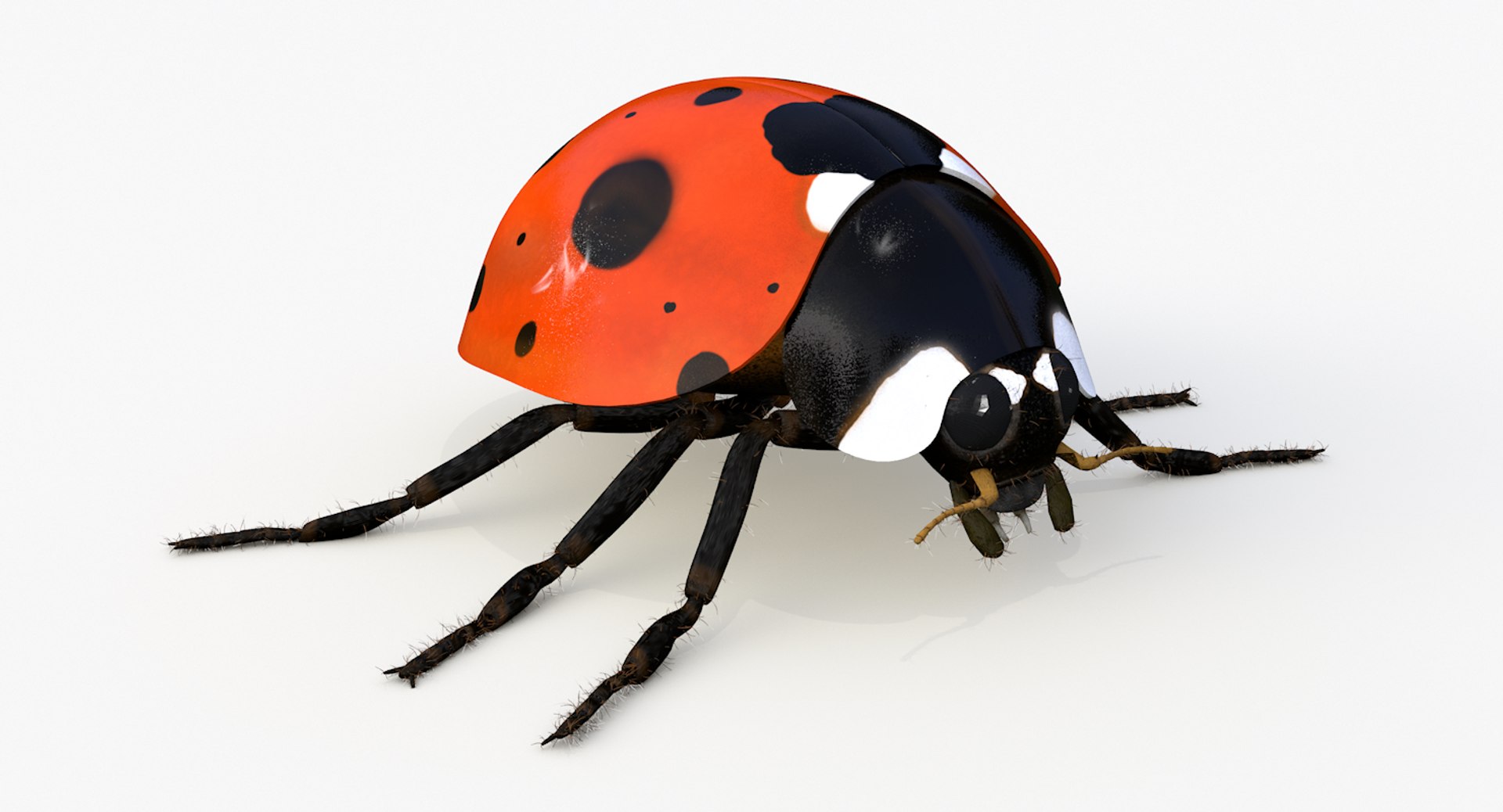 Realistic Ladybug 3d 3ds