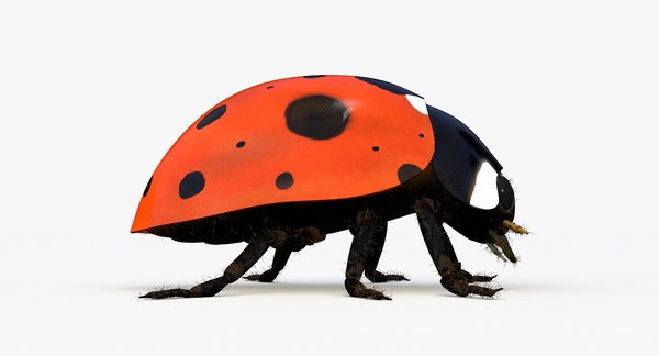 realistic ladybug 3d 3ds