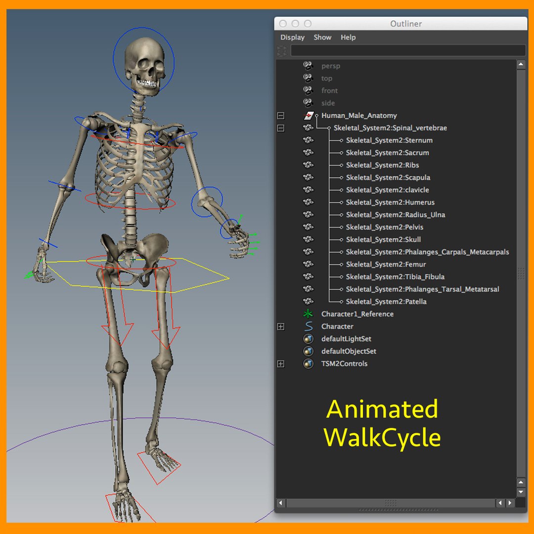 3D Skeletal Rigged - TurboSquid 1521145