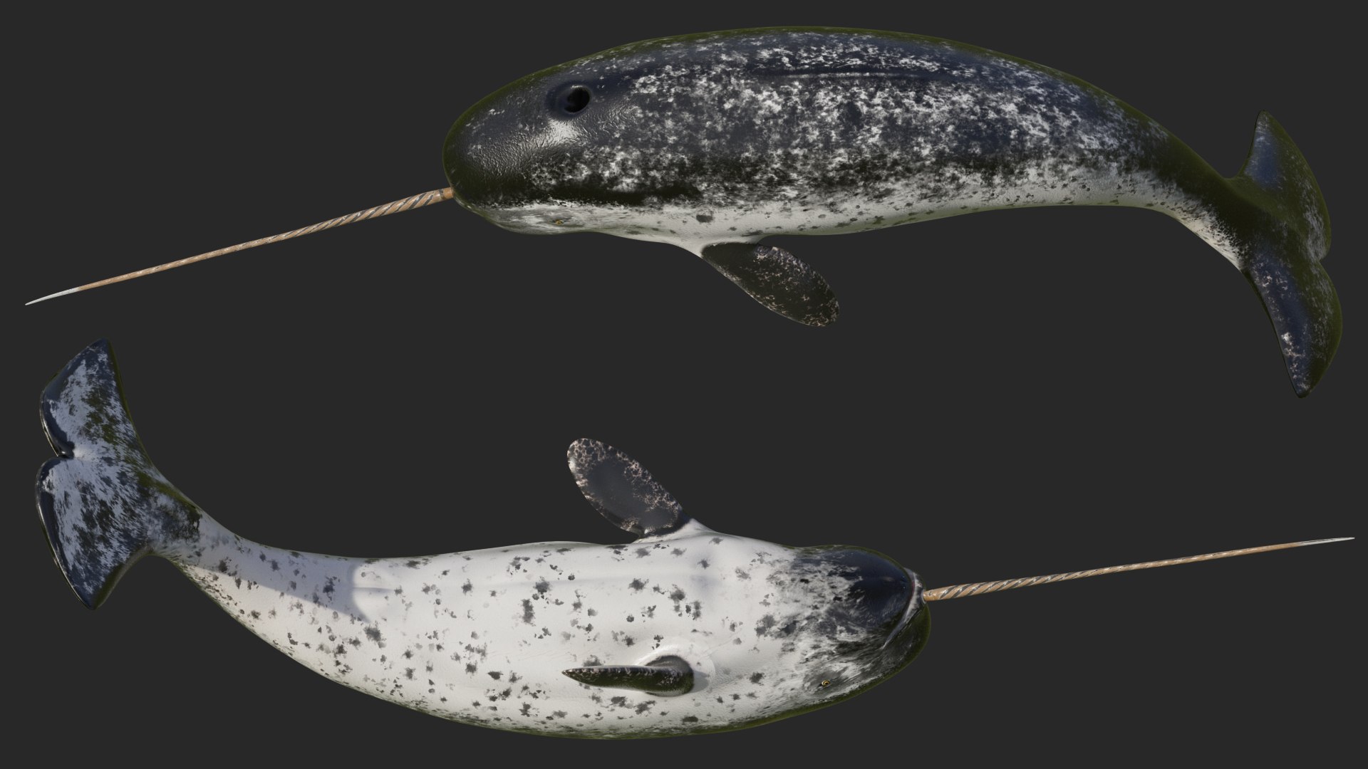 Narwhal Jumping Pose Model - TurboSquid 1486496