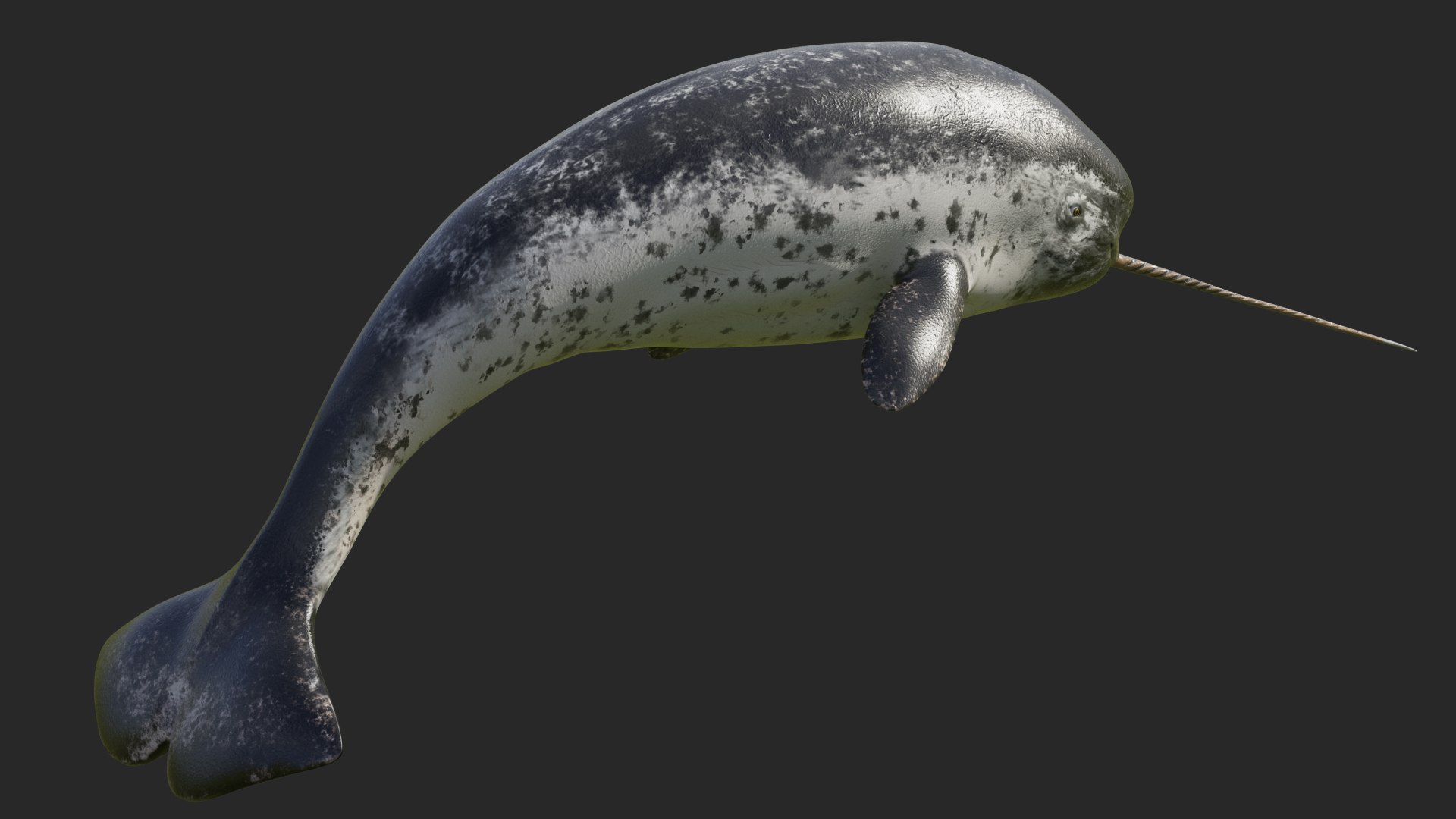 Narwhal Jumping Pose Model - TurboSquid 1486496