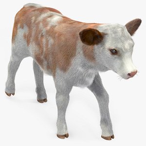 Cow 3D Models for Download | TurboSquid