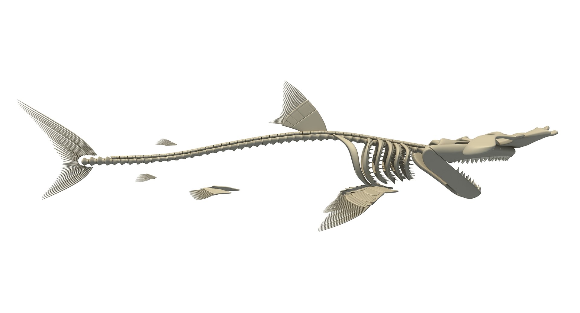 Hammerhead Shark Skeleton 3D Model - TurboSquid 1158988