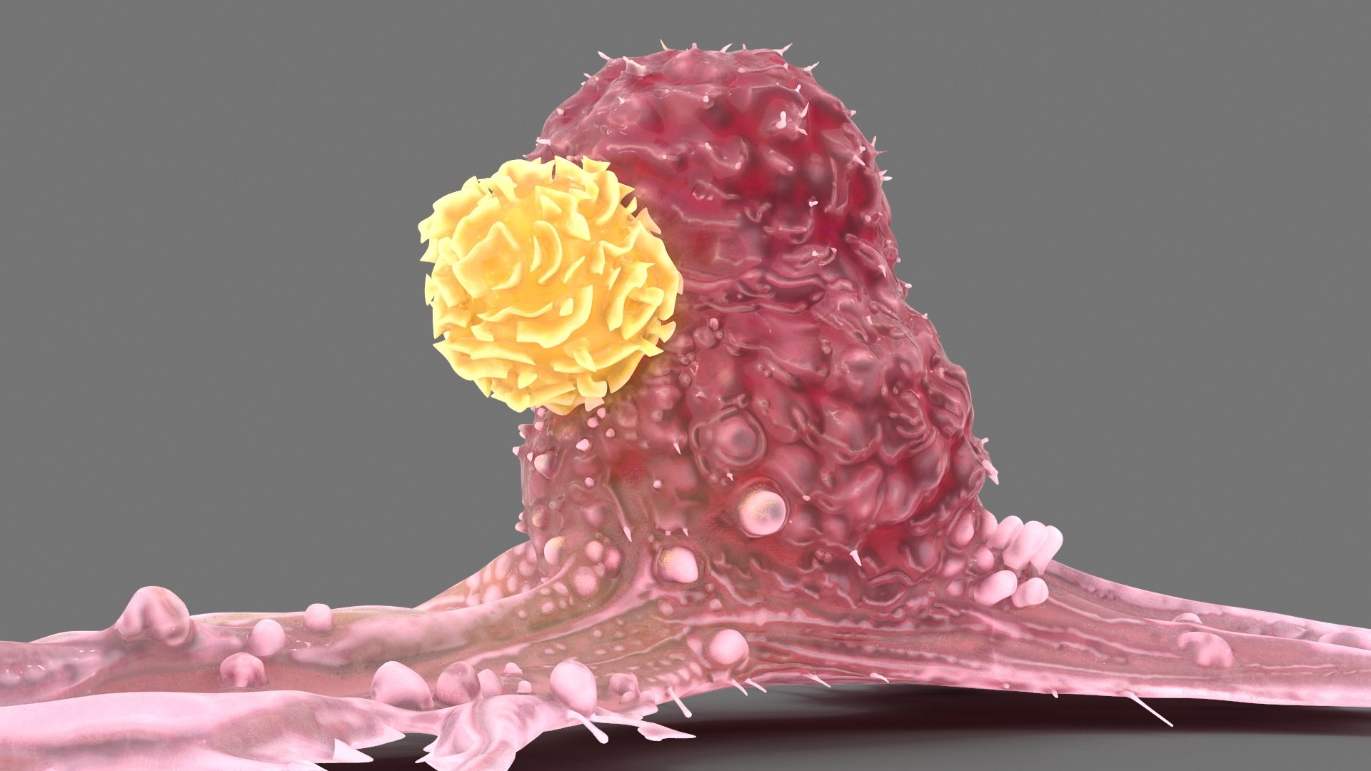 3D Cancer Cell With Lymphocyte Model - TurboSquid 2220710
