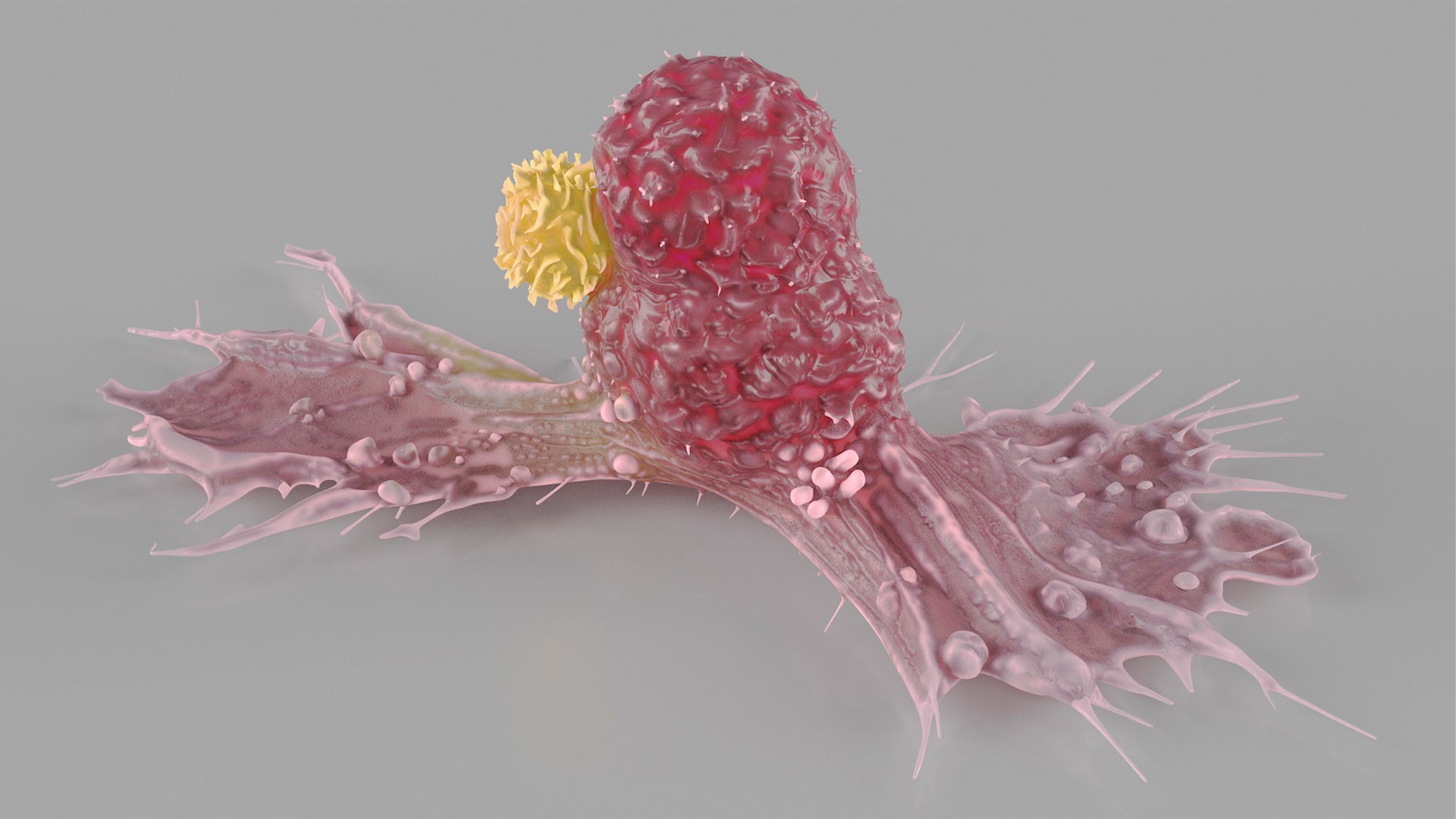 3D Cancer Cell With Lymphocyte Model - TurboSquid 2220710