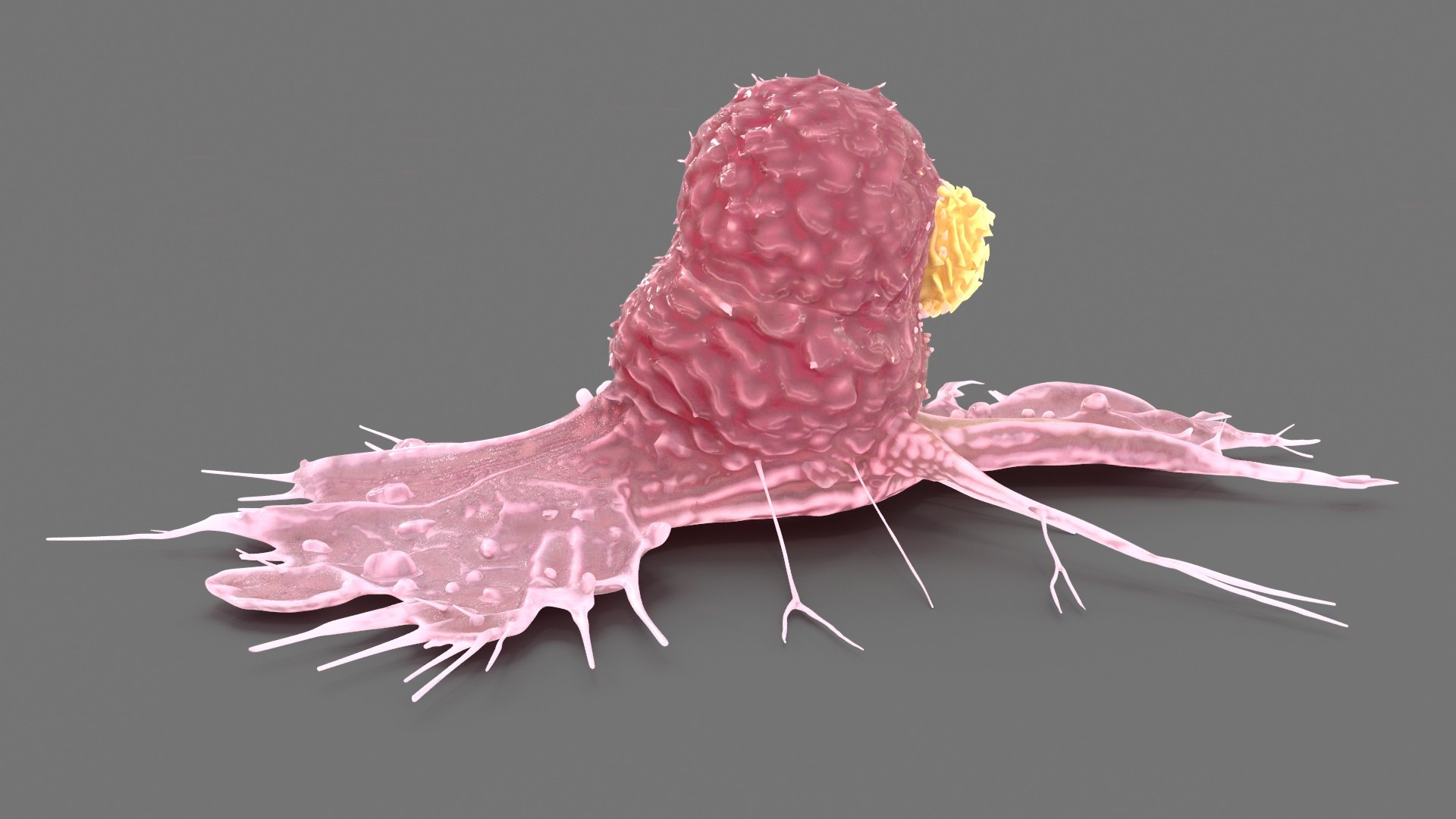 3D Cancer Cell With Lymphocyte Model - TurboSquid 2220710