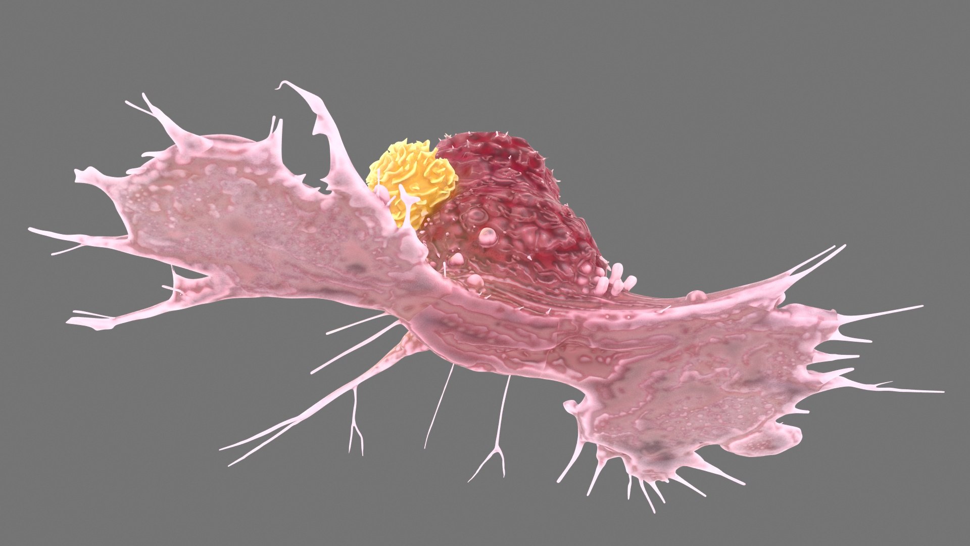 3D Cancer Cell With Lymphocyte Model - TurboSquid 2220710
