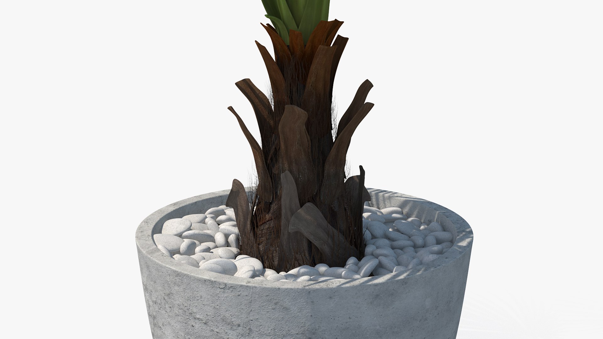 Free Washingtonia Robusta Pot Plant 3D Model - TurboSquid 1518952