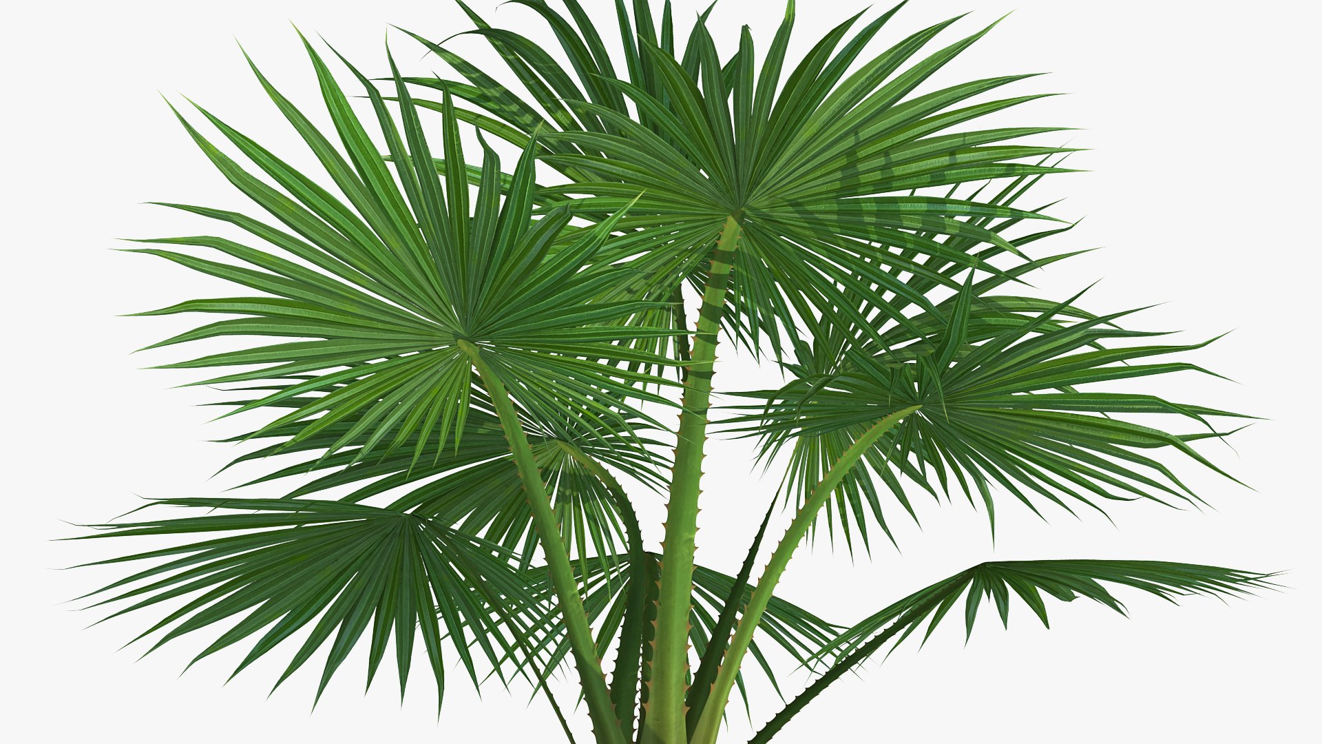 Free Washingtonia Robusta Pot Plant 3D Model - TurboSquid 1518952