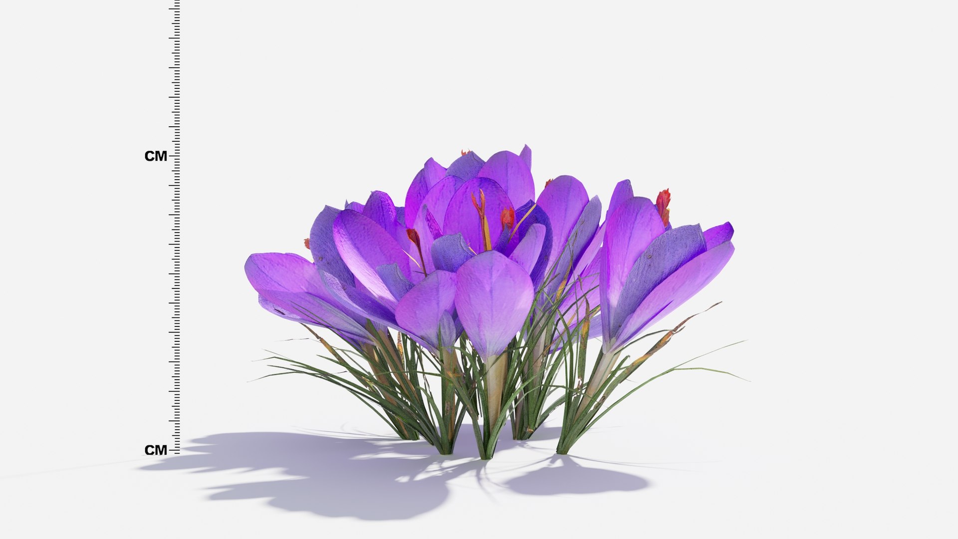 Crocus Flower 3D Model - TurboSquid 1950823