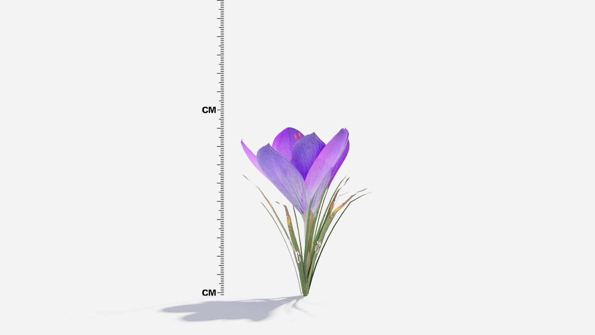 Crocus Flower 3D Model - TurboSquid 1950823