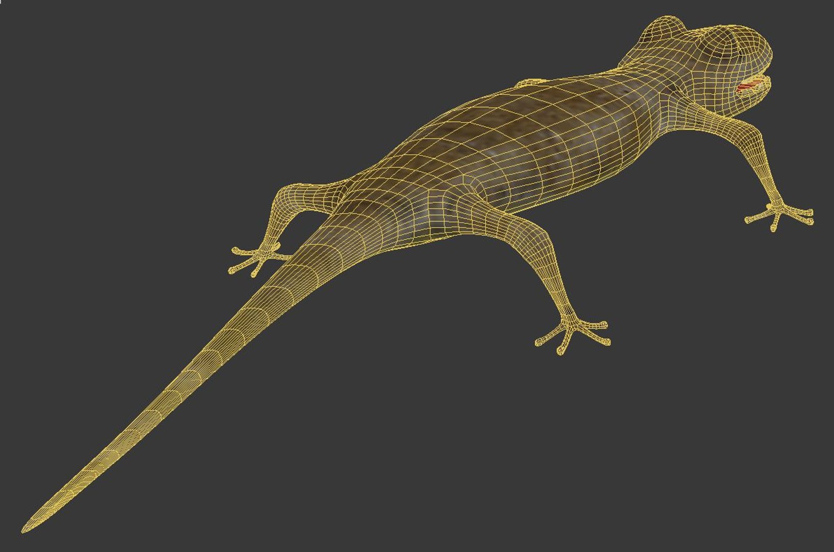 3d Salamander Model