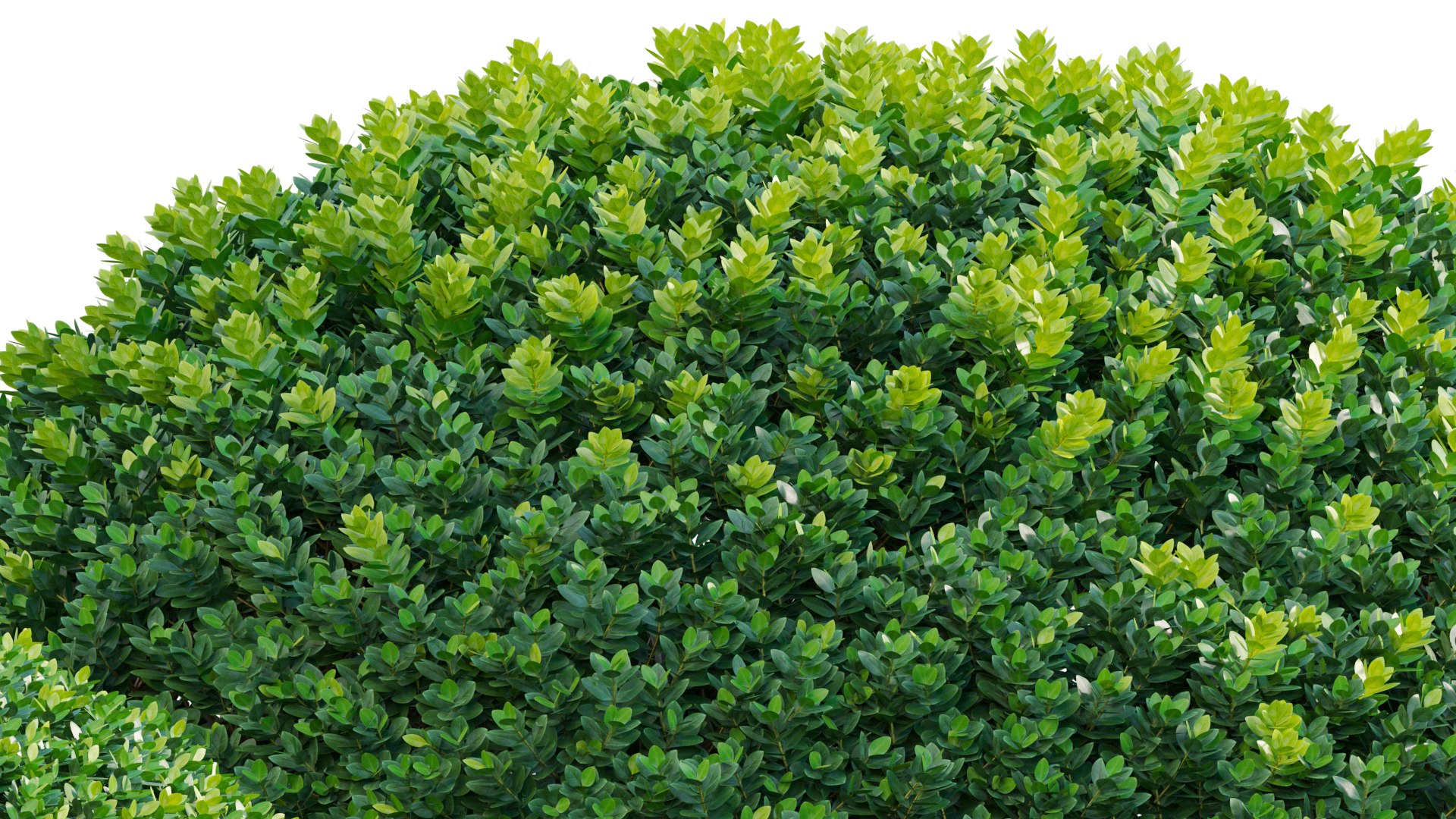 Buxus Microphylla - Littleleaf Box 3D - TurboSquid 2250680