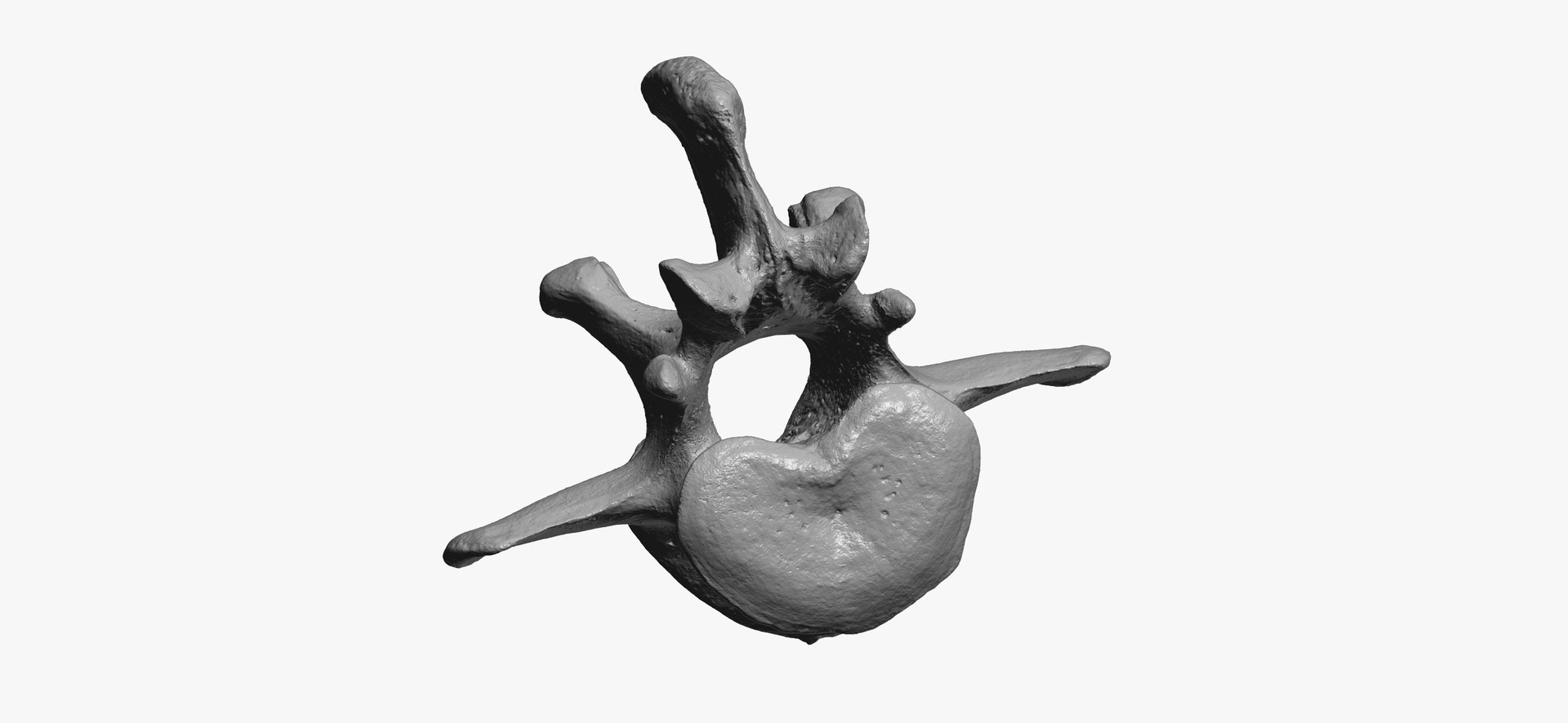 3D Bear (Ursus) Lumbar Vertebrae L3 RAW Scan Model - TurboSquid 1862024
