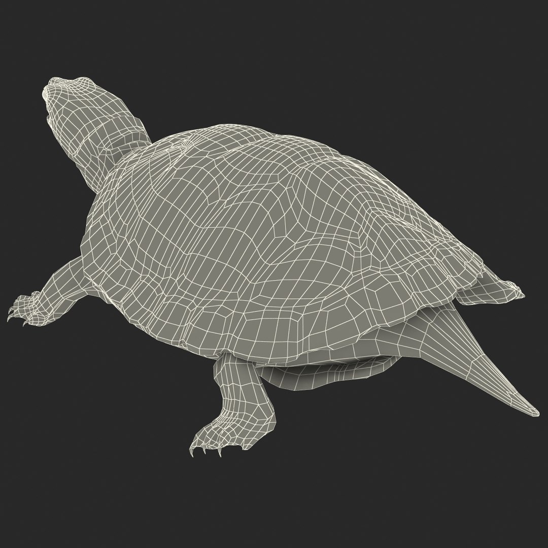 pond slider turtle rigged 3d model