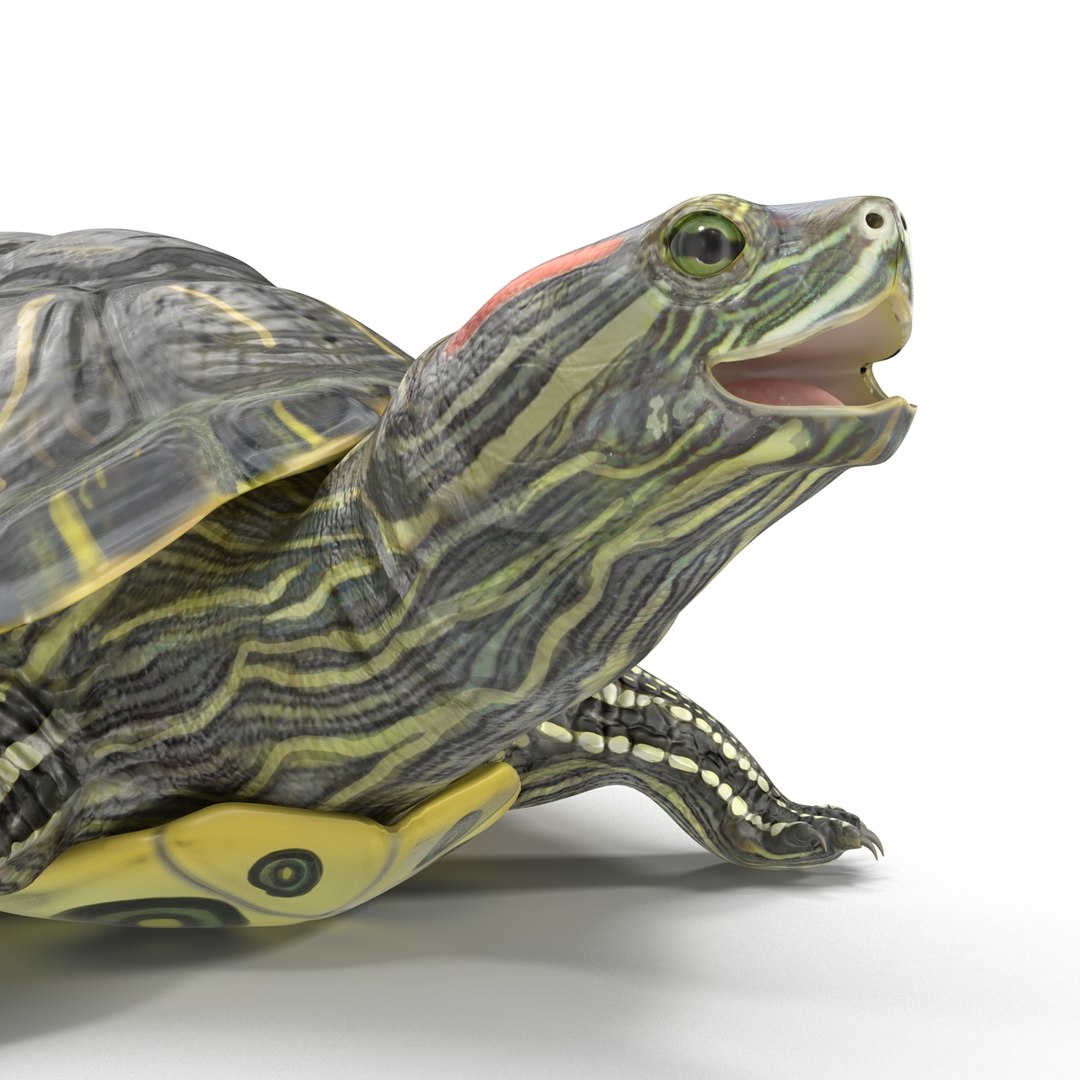 pond slider turtle rigged 3d model