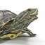 Pond Slider Turtle Rigged 3d Model