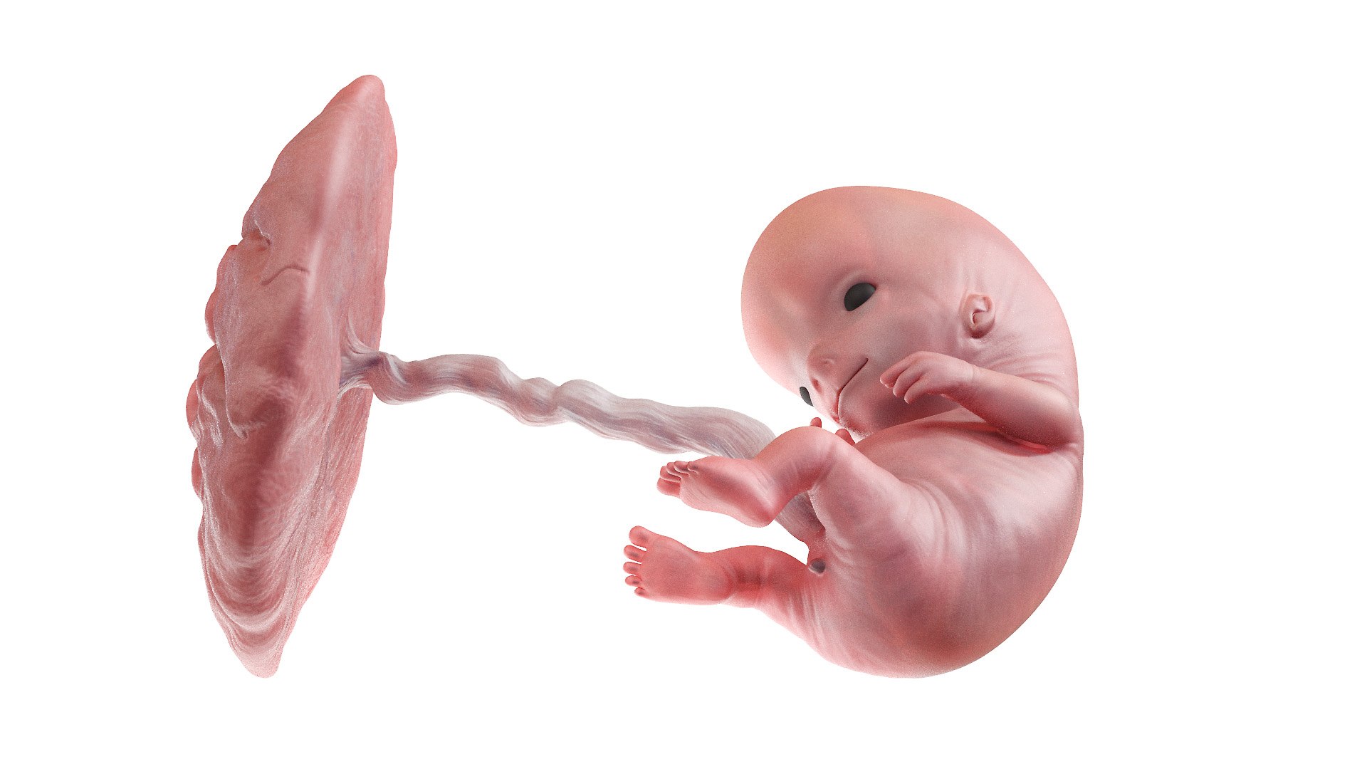 Fetus Anatomy Week 10 Animated Model - TurboSquid 1816836