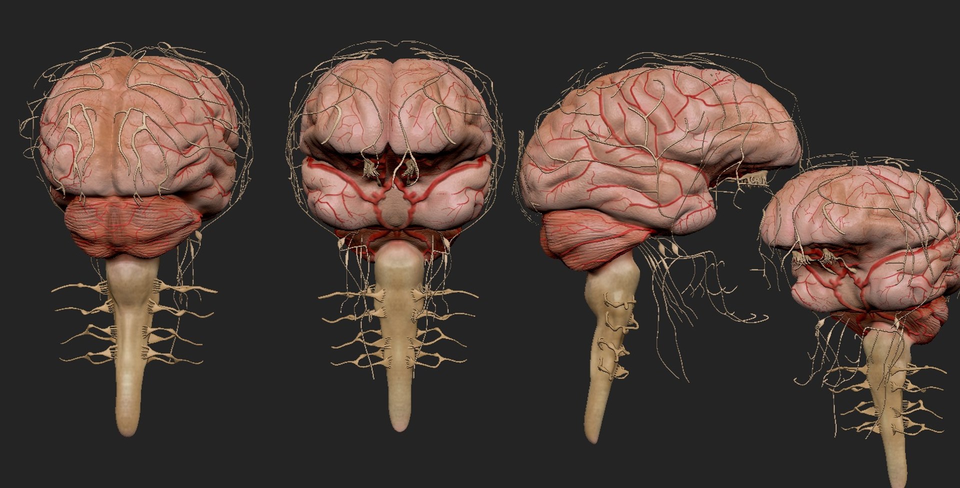 3d Model Brain