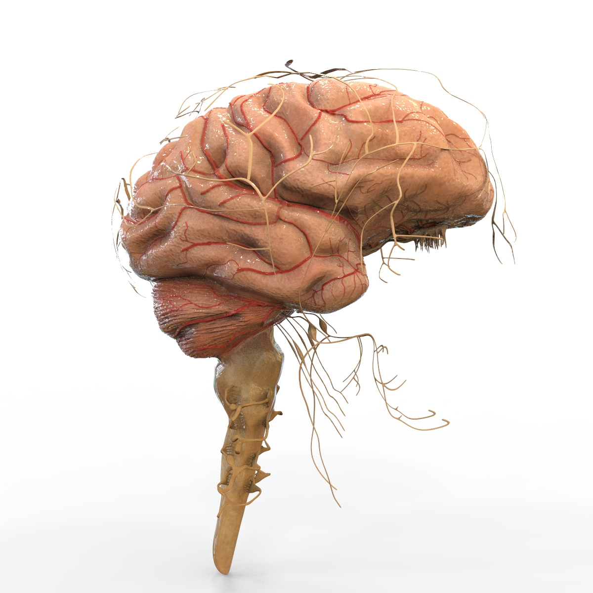 3d model brain