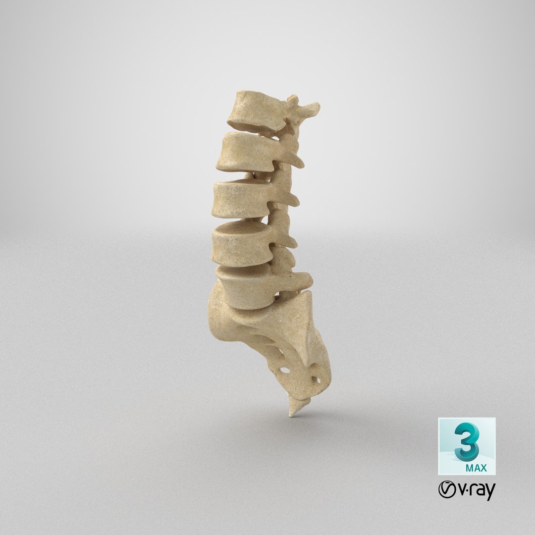 Real Human Lumbar Sacrum 3D - TurboSquid 1639931