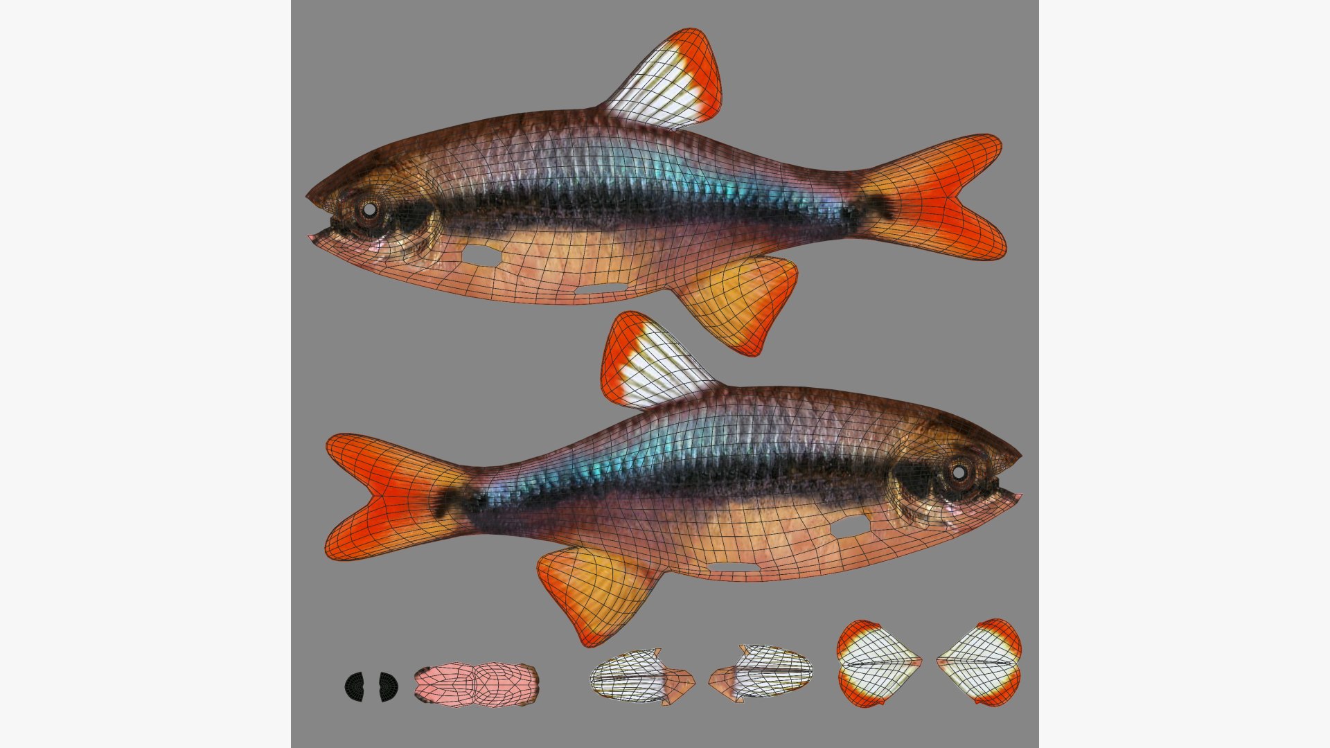 3D Flagfin Shiner Male Model - TurboSquid 1937512