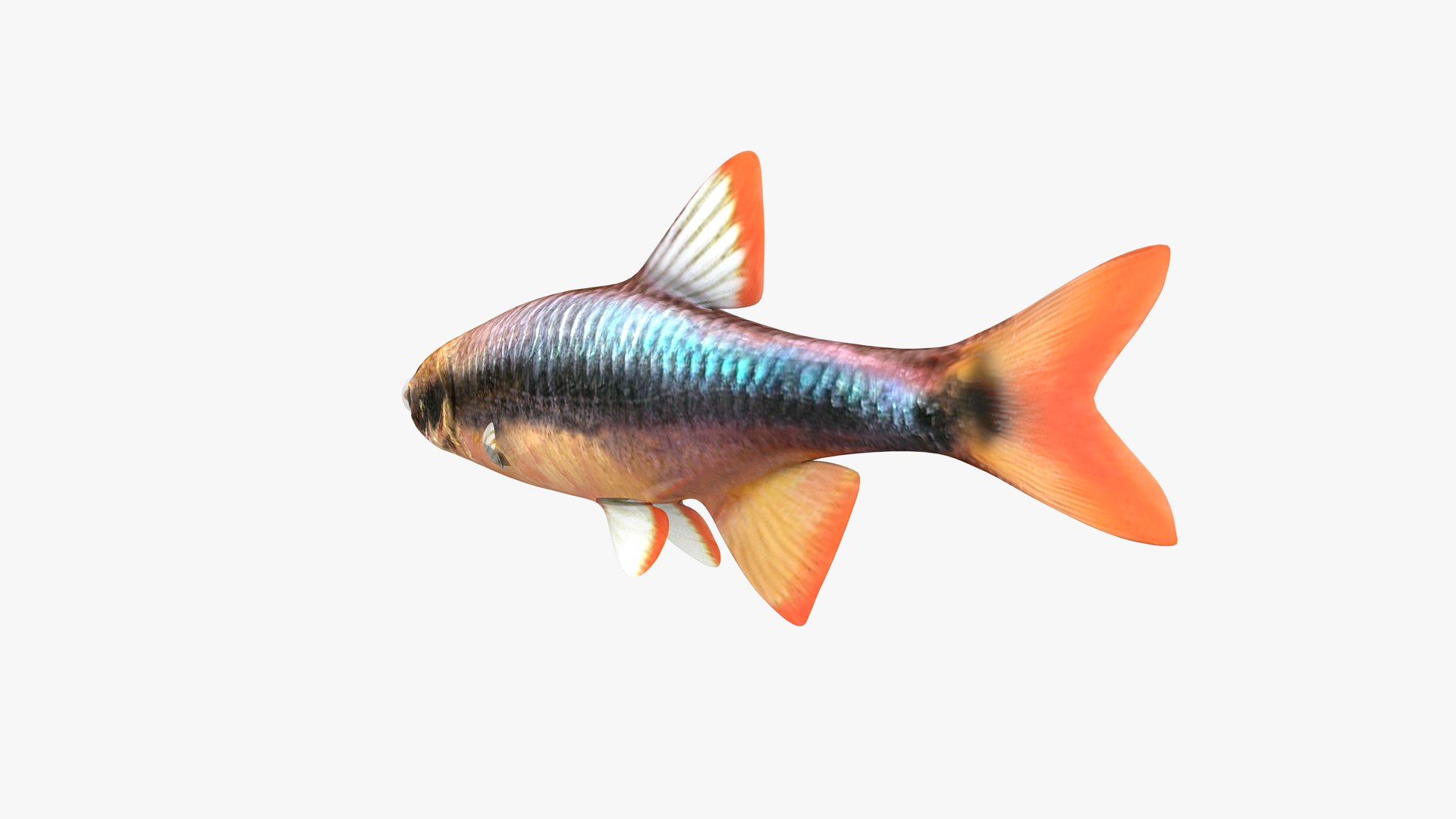 3D Flagfin Shiner Male Model - TurboSquid 1937512