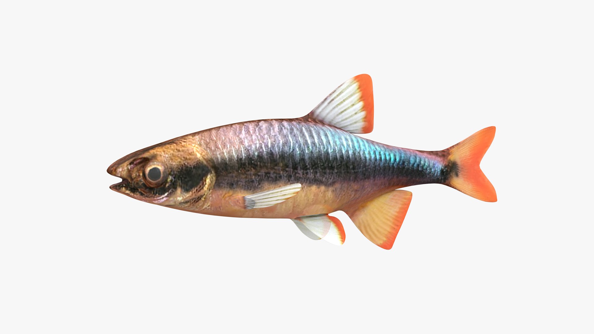 3D Flagfin Shiner Male Model - TurboSquid 1937512