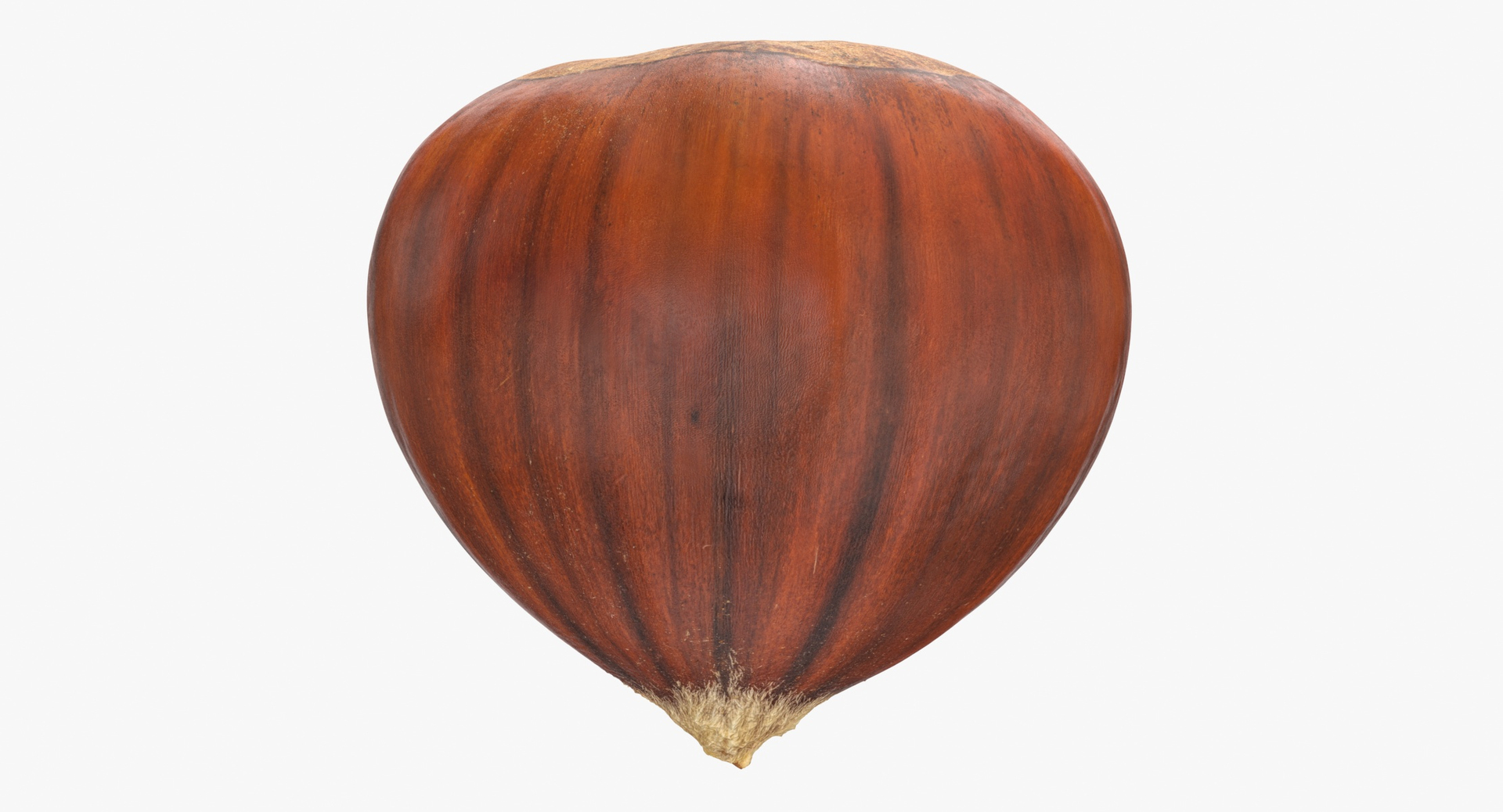 Edible Chestnut 01 3D - TurboSquid 2056120