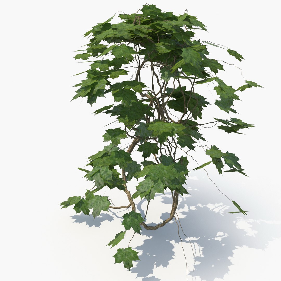 3D Realistic Ivy Plant - TurboSquid 1151846