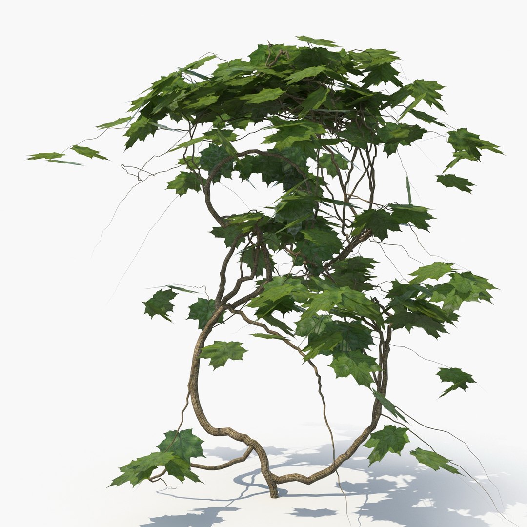 3D Realistic Ivy Plant - TurboSquid 1151846