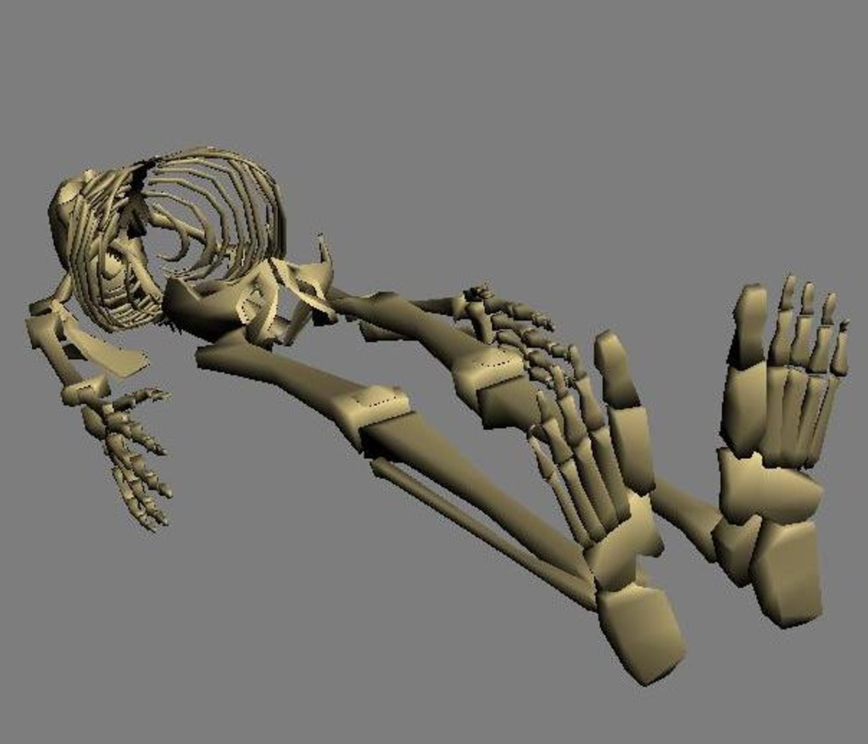 bone skeleton 3d 3ds