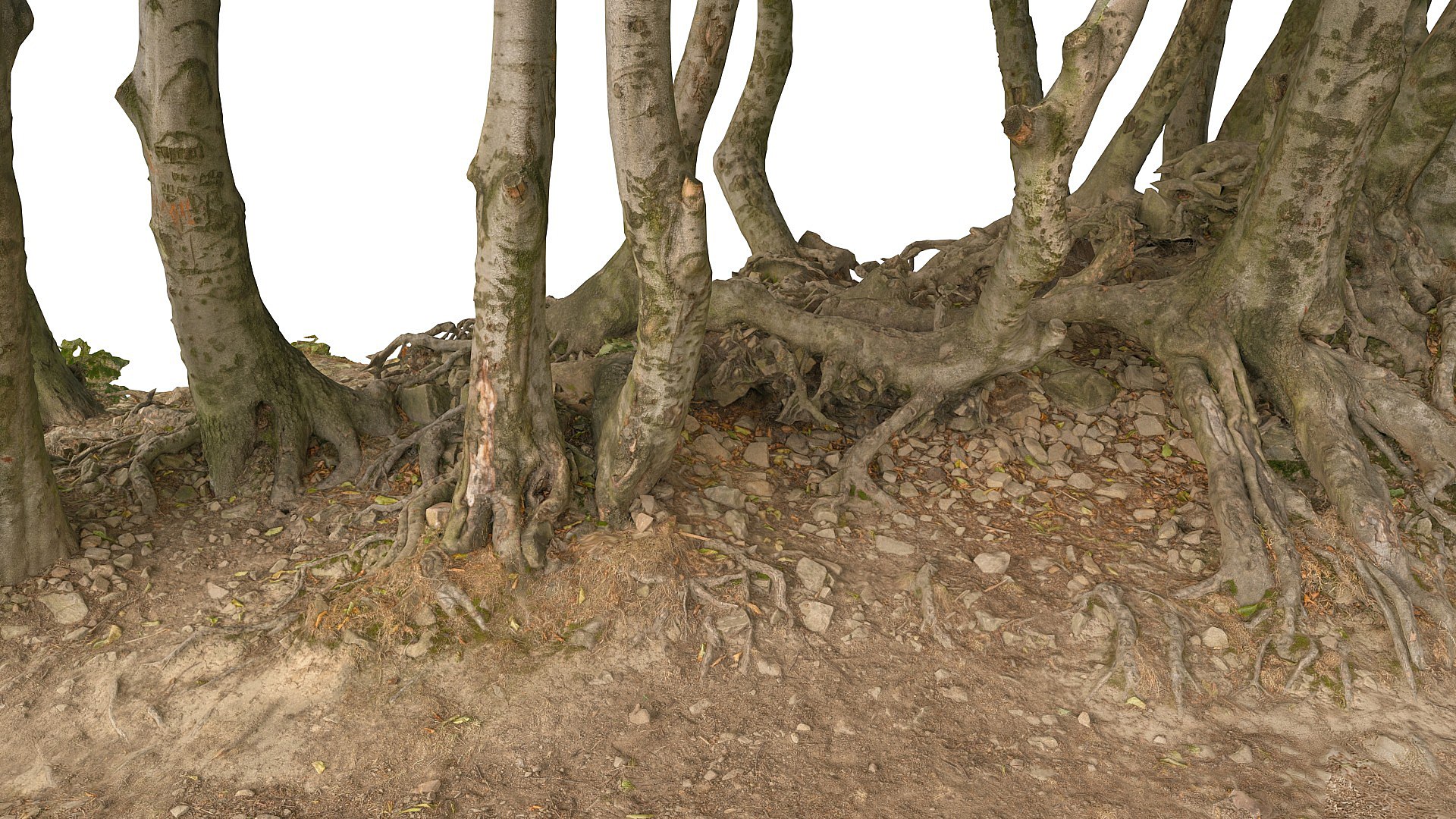 3d Model Real Forest Ultra Hd