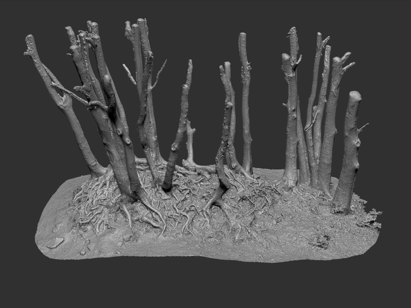 3d Model Real Forest Ultra Hd