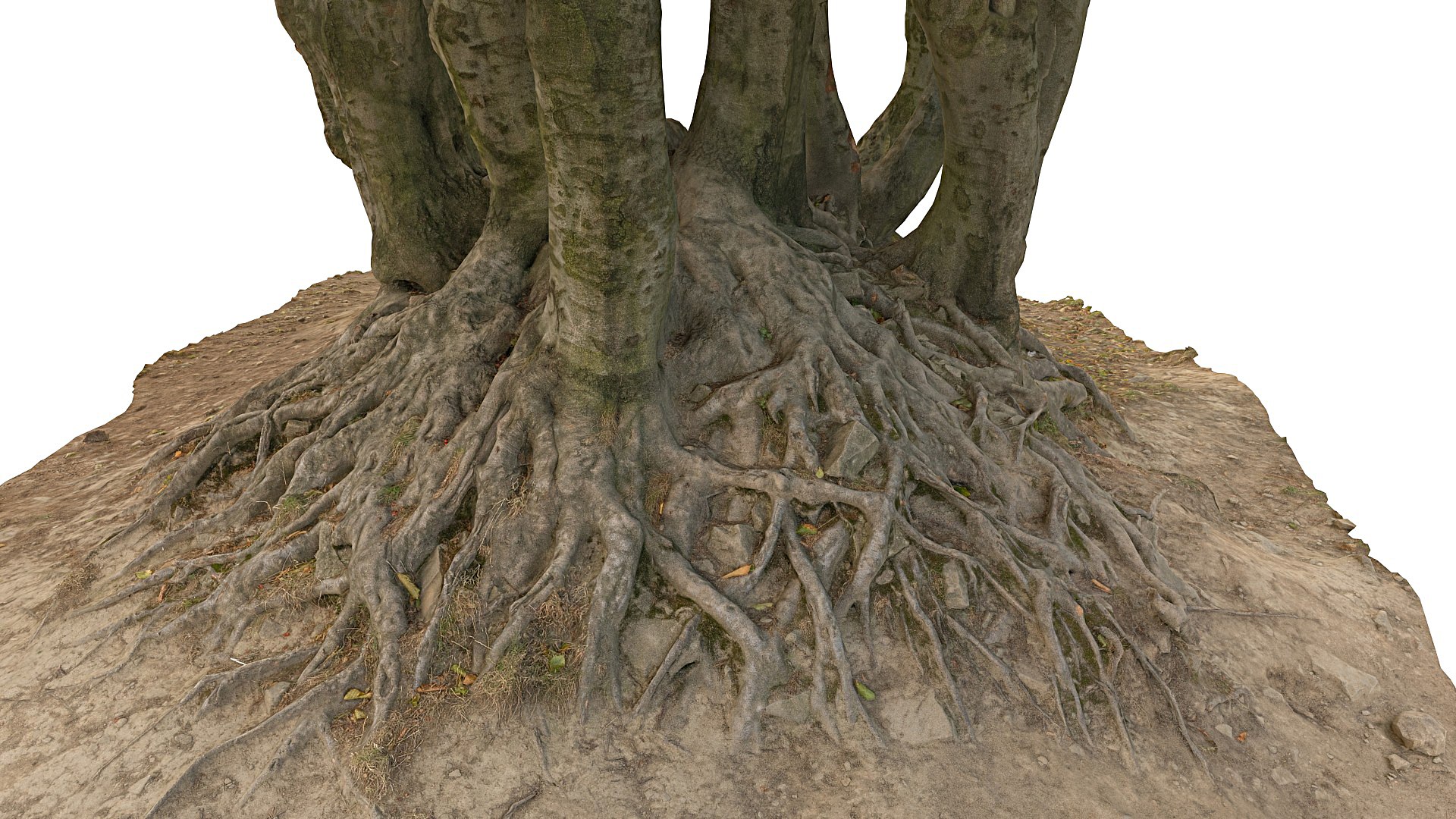 3d Model Real Forest Ultra Hd