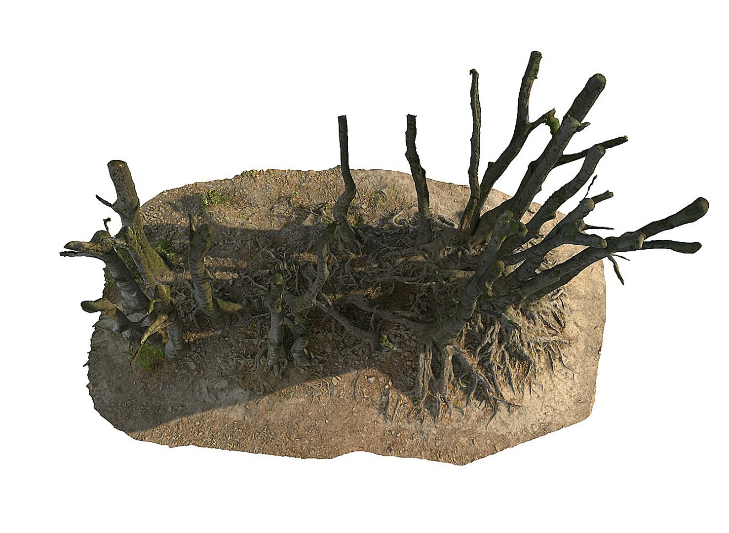 3d Model Real Forest Ultra Hd