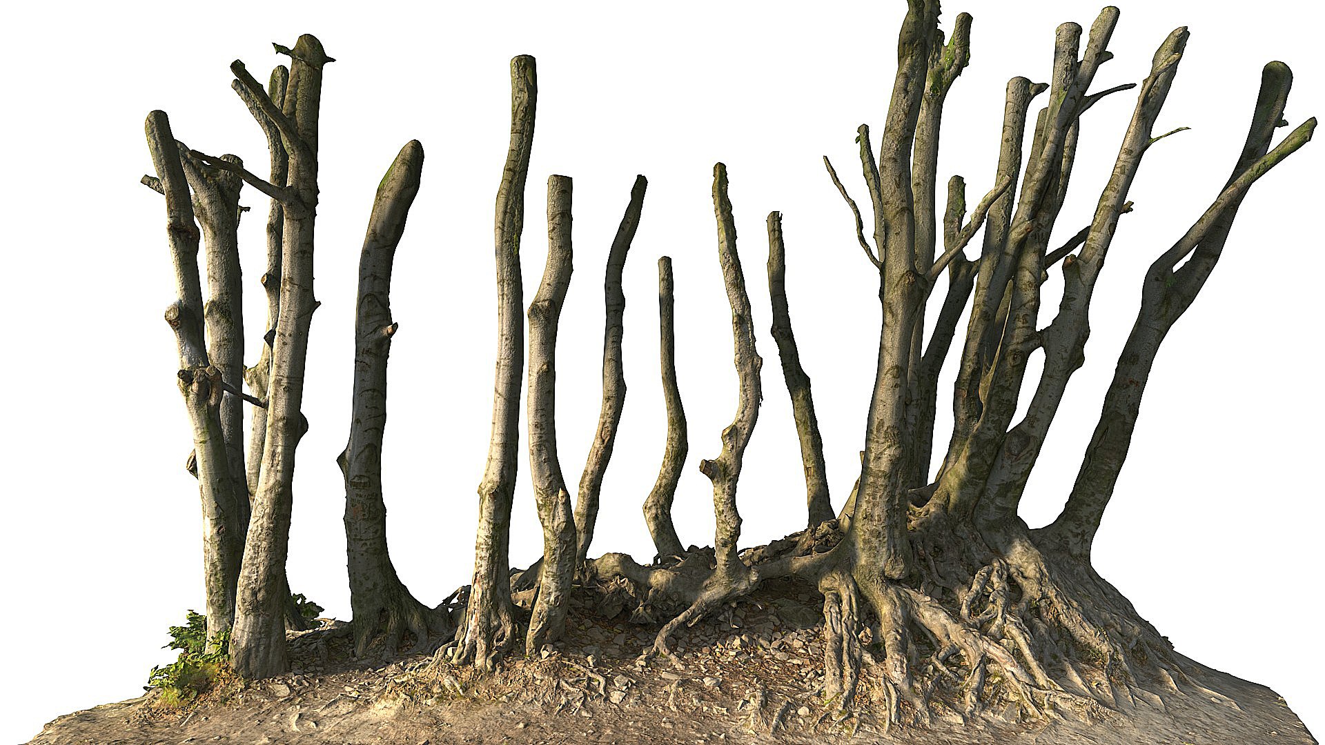 3d Model Real Forest Ultra Hd