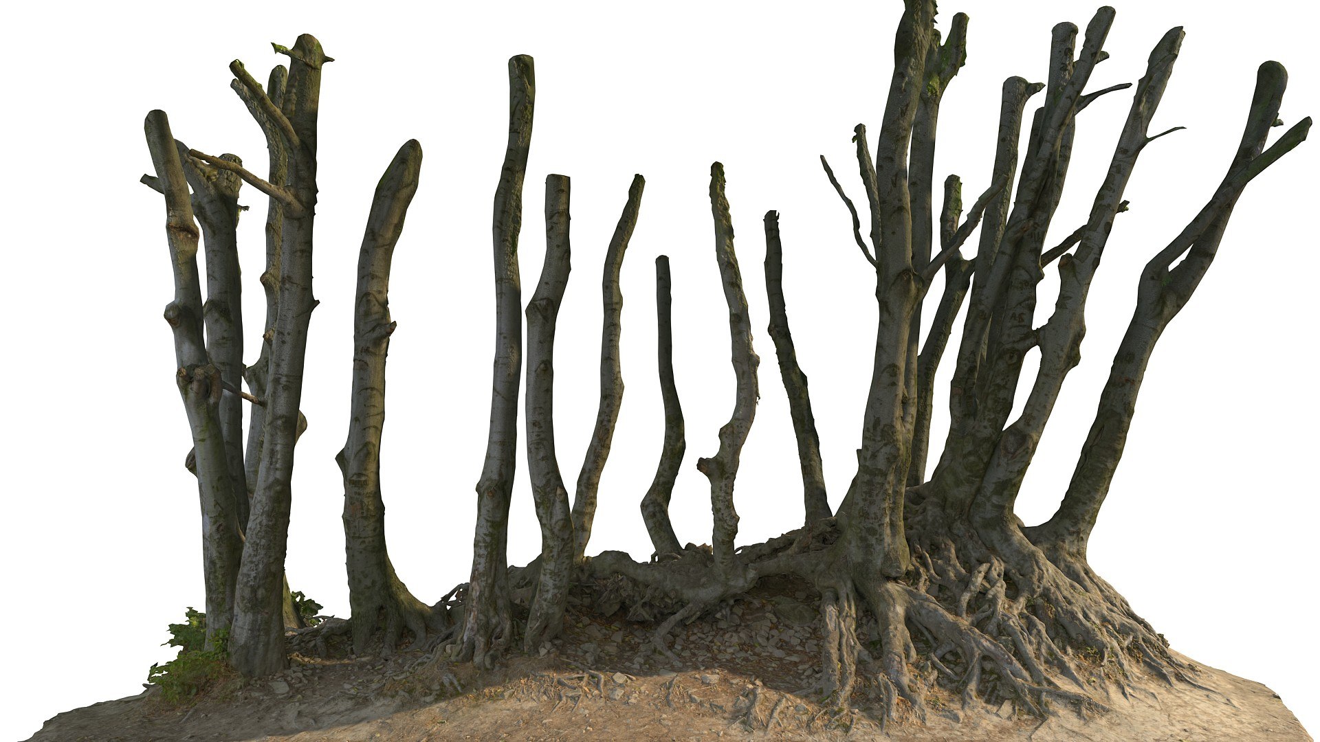 3d Model Real Forest Ultra Hd