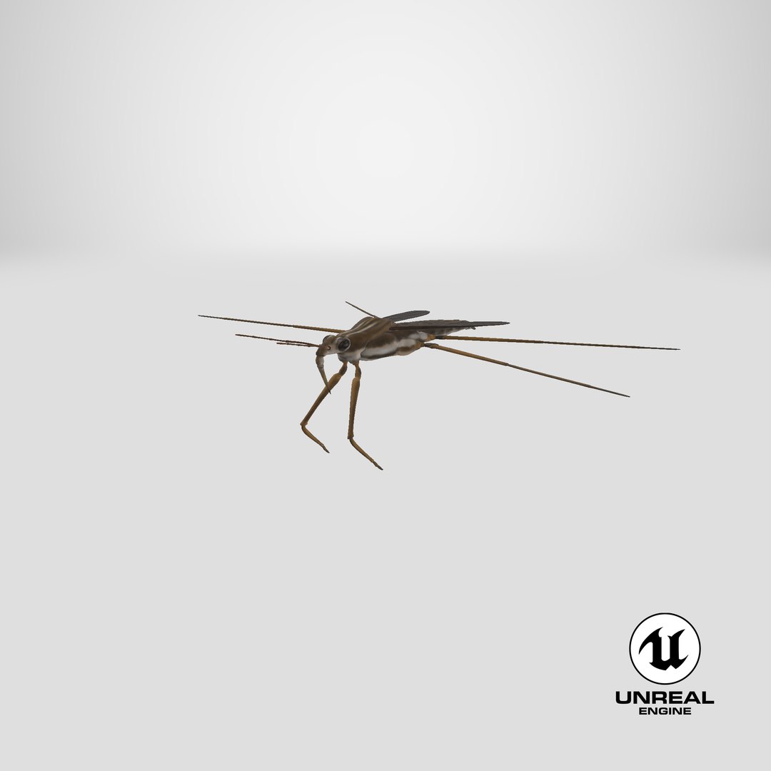 Water Strider 3D model - TurboSquid 2114737