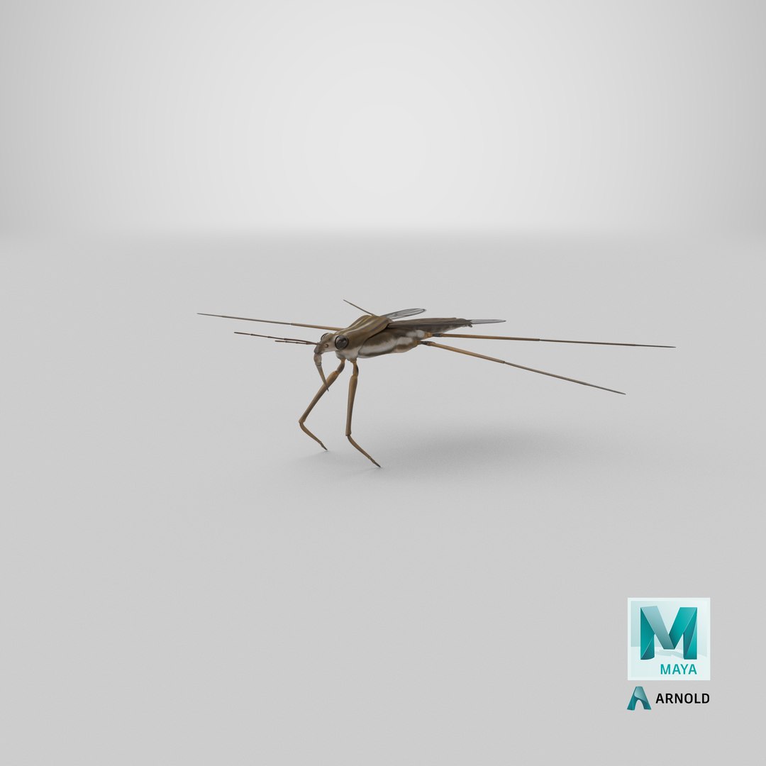 Water Strider 3D model - TurboSquid 2114737