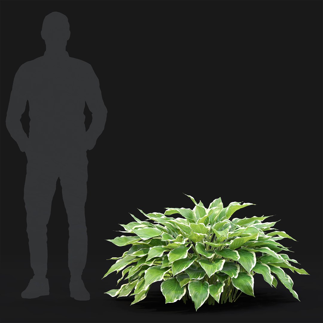 Hosta 01 3D - TurboSquid 1821852
