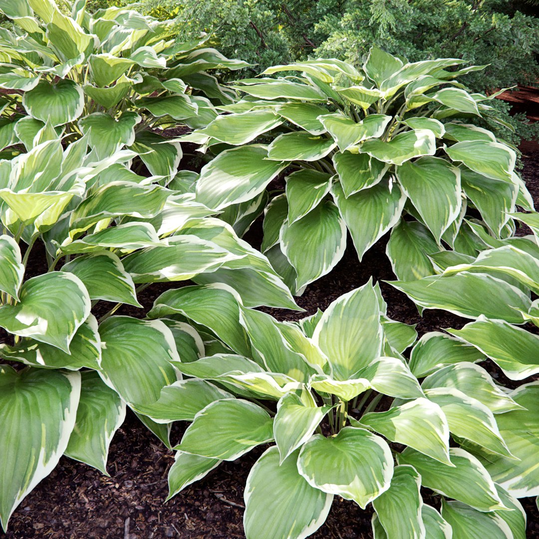 Hosta 01 3D - TurboSquid 1821852