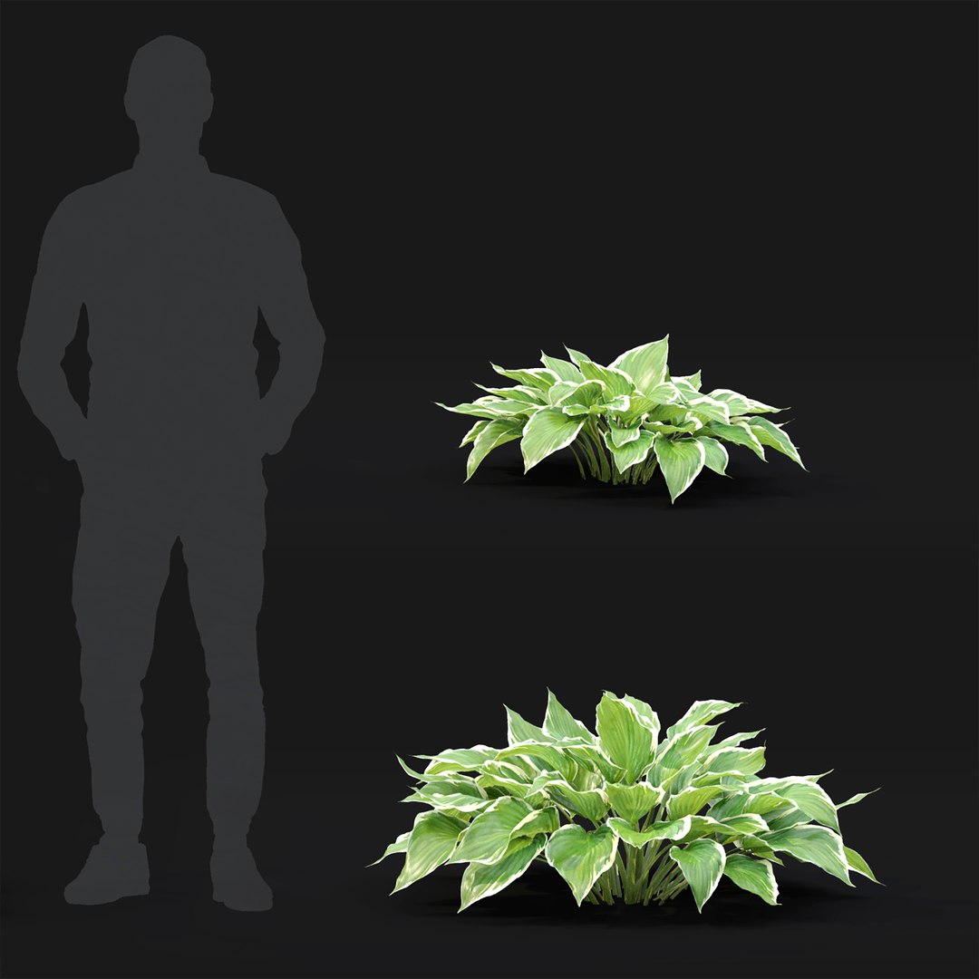Hosta 01 3D - TurboSquid 1821852