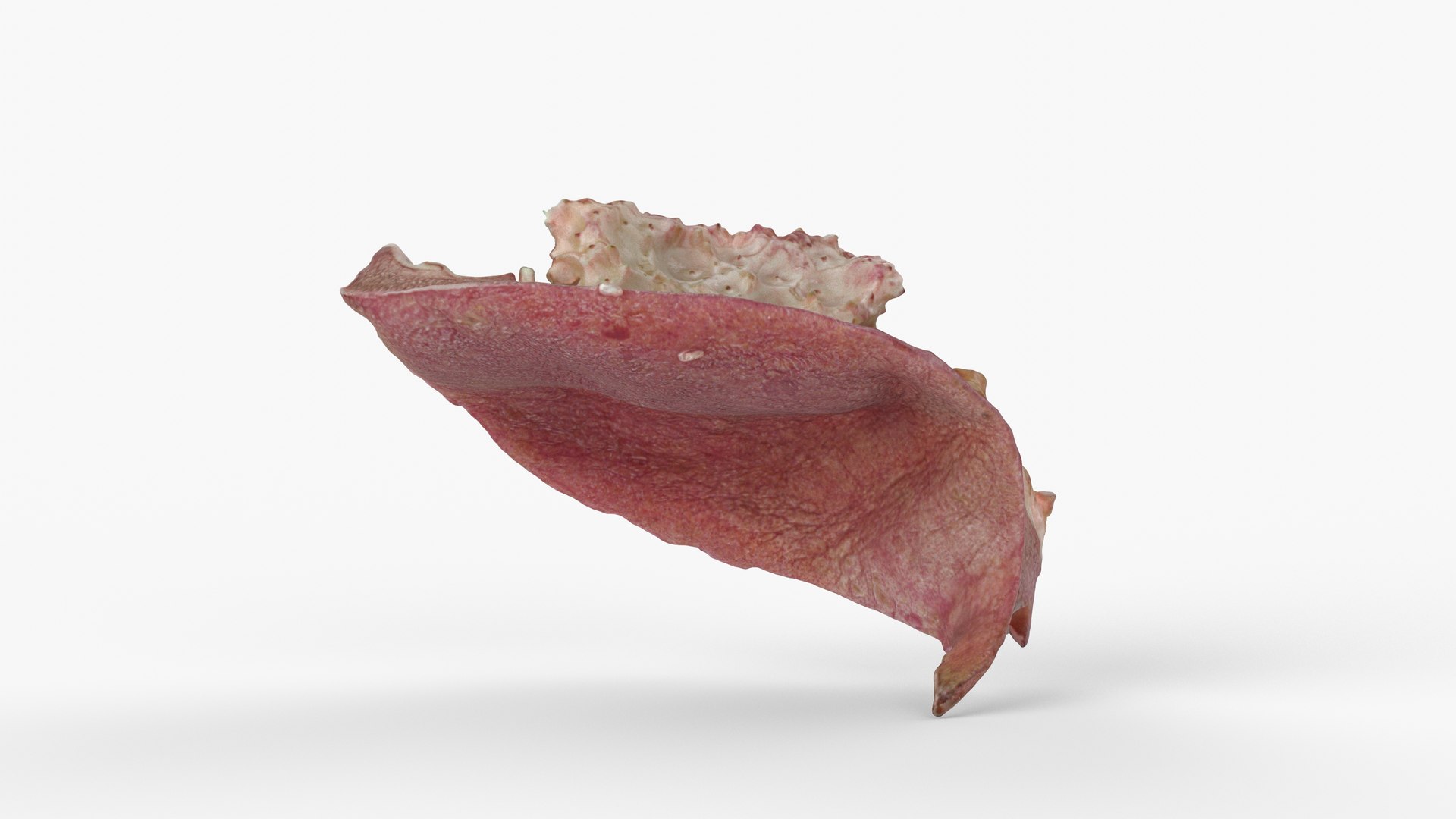 3D Photorealistic 3D Scan Of Pomegranate Skin - TurboSquid 2344533