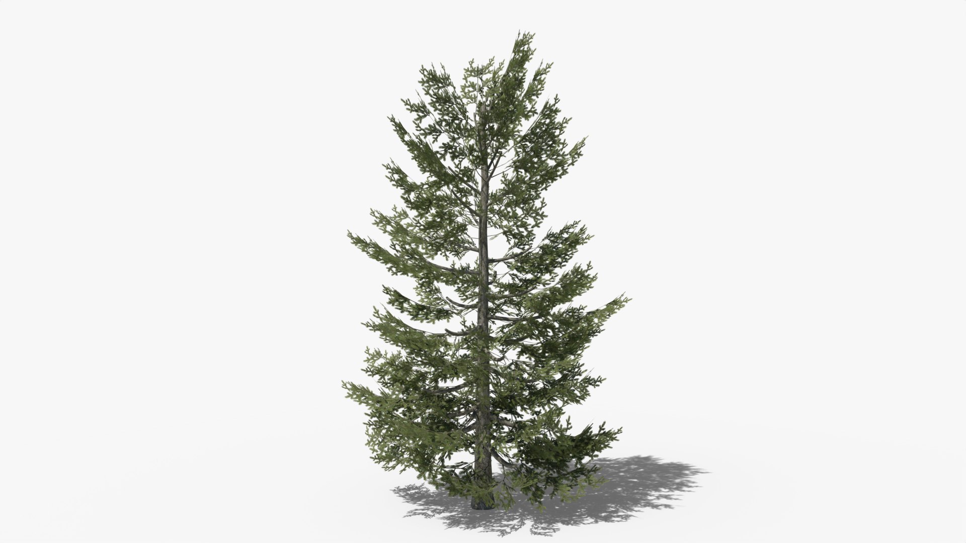 3D Model Pine V10 - TurboSquid 2145207