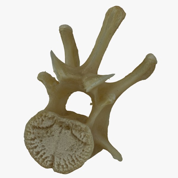 modelo 3d Escaneo RAW L2 de vértebras de madera de canguro (Macropus ...