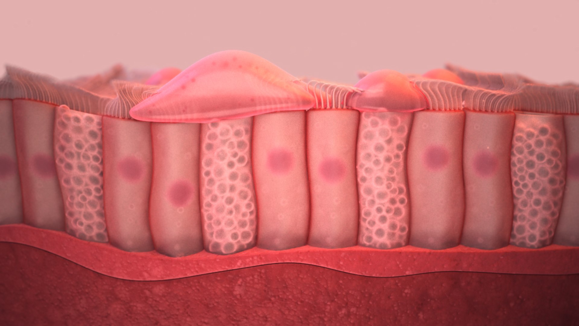 Ciliated Cells 3D Model - TurboSquid 1248083